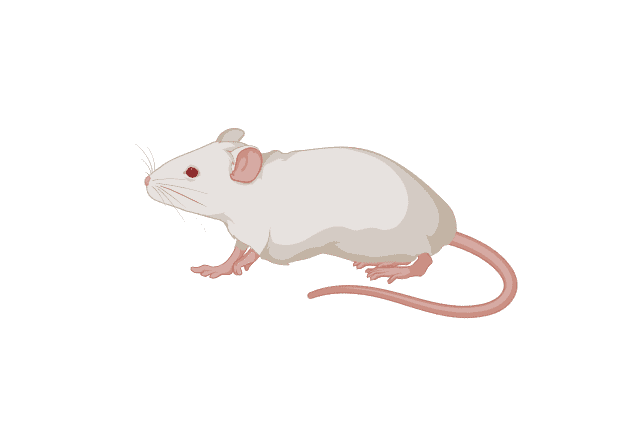 Organs-on-a-Chip: an Alternative to Animal Testing