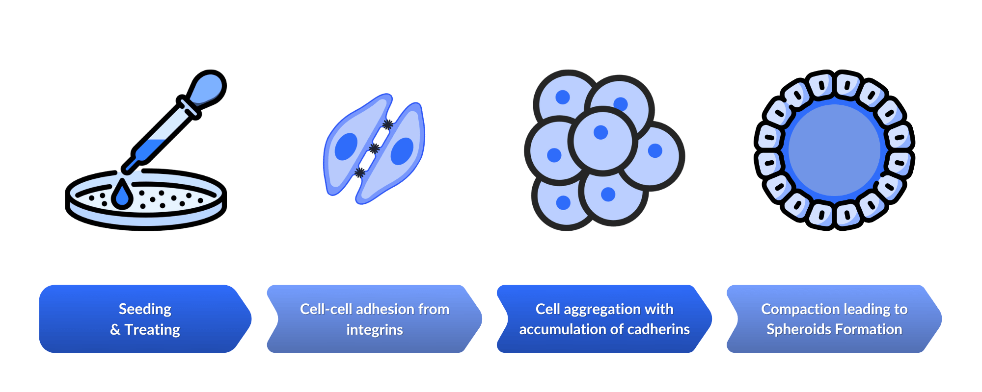 Exploring Cellular Spheroids: Applications and Formation - Darwin ...