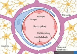 How does the blood-brain barrier work? - Darwin Microfluidics